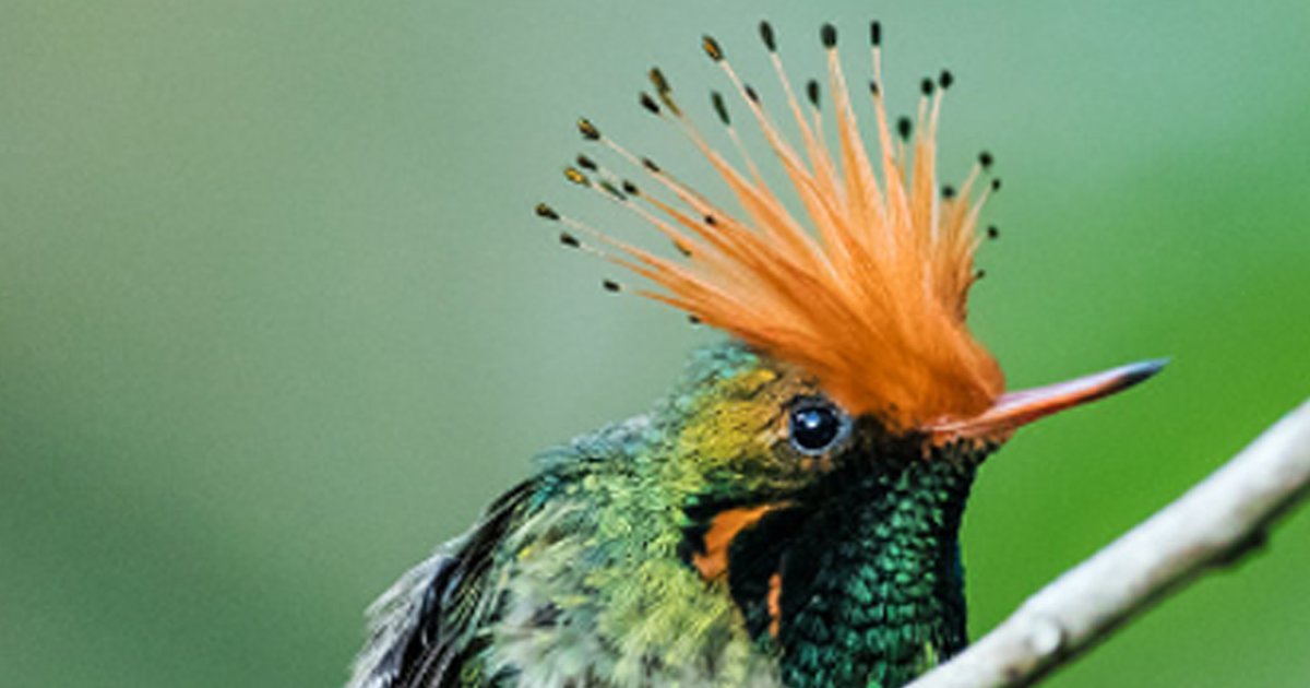 Find the Hummingbirds II Quiz - By DragMoogle