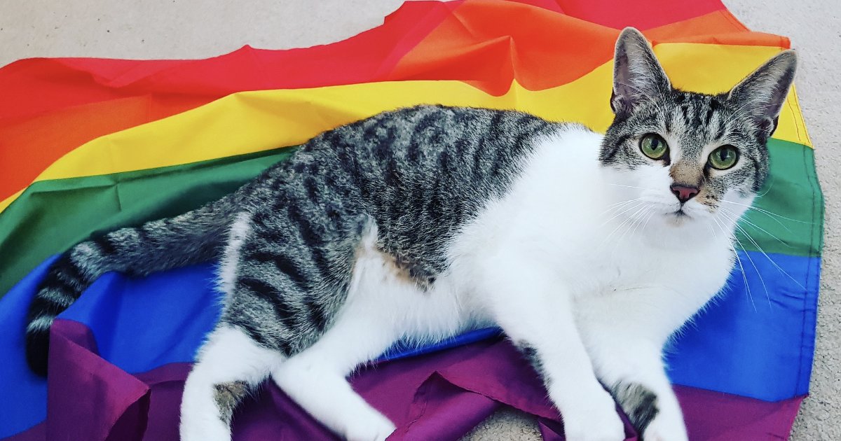 Animals as Pride Flags Quiz - By rae_cat