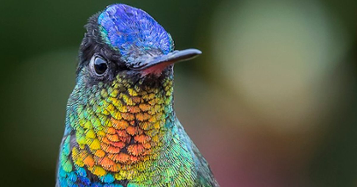 Find the Hummingbirds IV Quiz - By DragMoogle