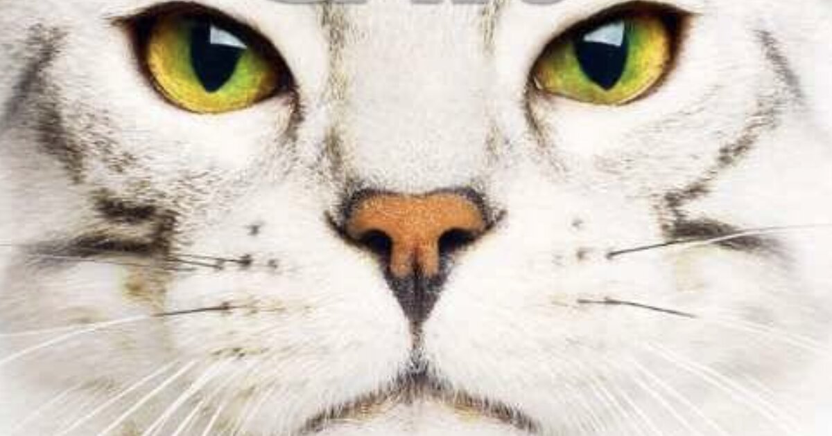 Warrior Cats Cloudstar's Journey by Last Line Quiz - By spiderwing21