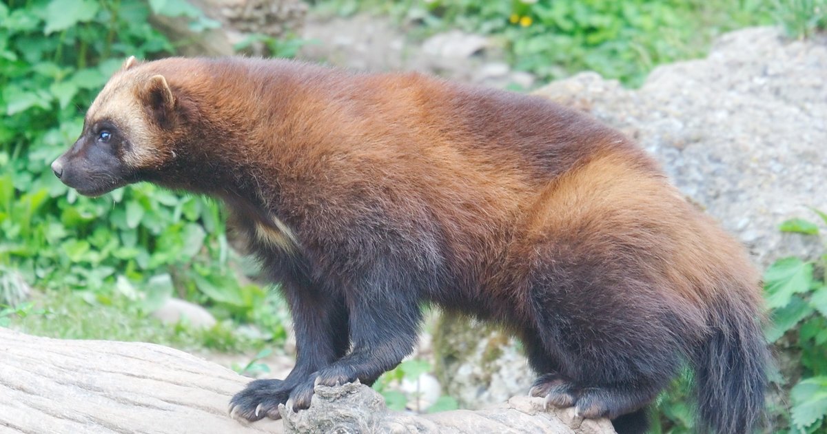 Wolverine in 20 Languages Quiz - By punaposkibulbuli