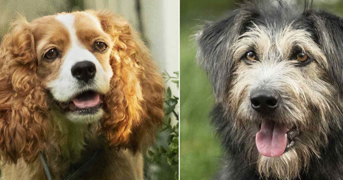 Who's that Fictional Dog? Quiz - By GeoMann