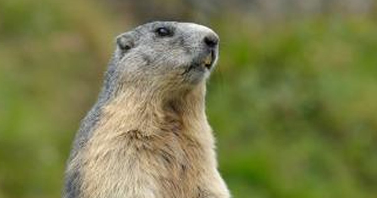 Find the 'AM' Animals Quiz - By DragMoogle