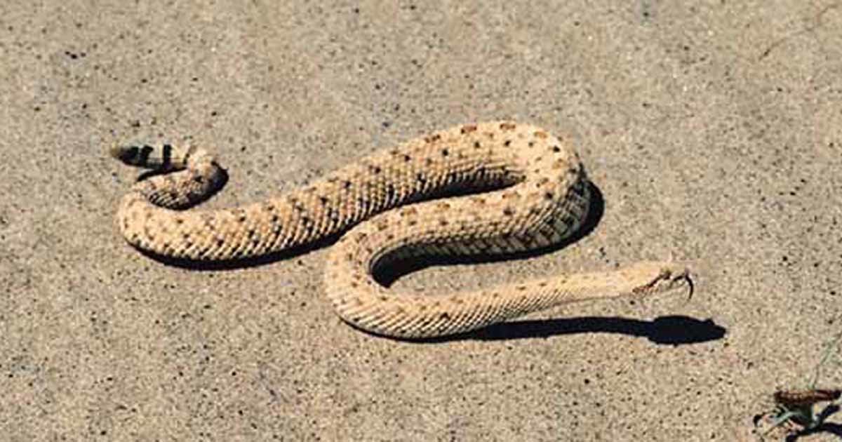 Periodic Table Snake Quiz - By biggs364