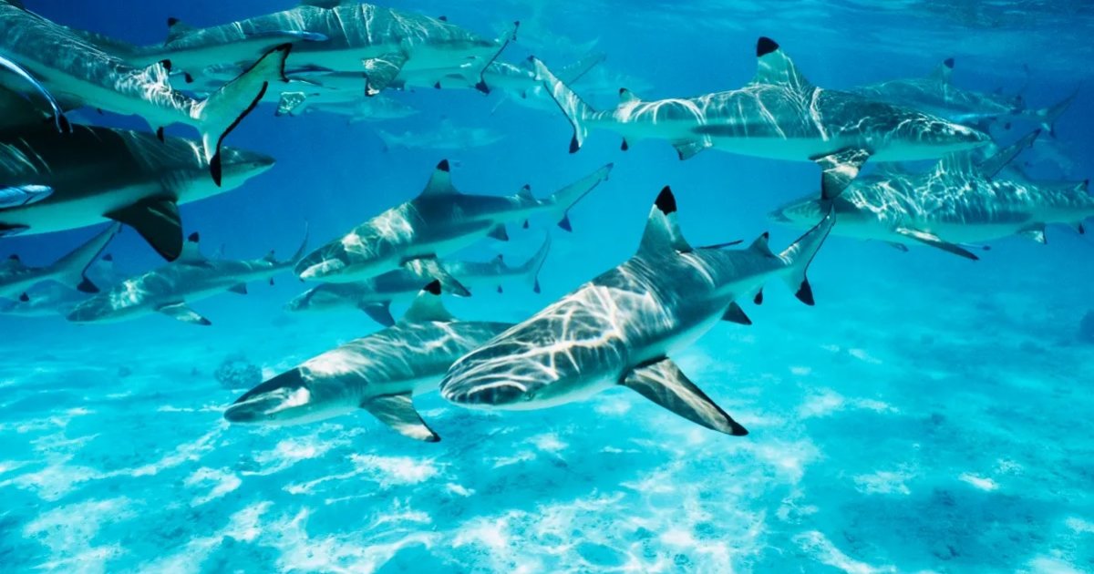 Image Match: Aquatic Sharks Quiz - By barefootman