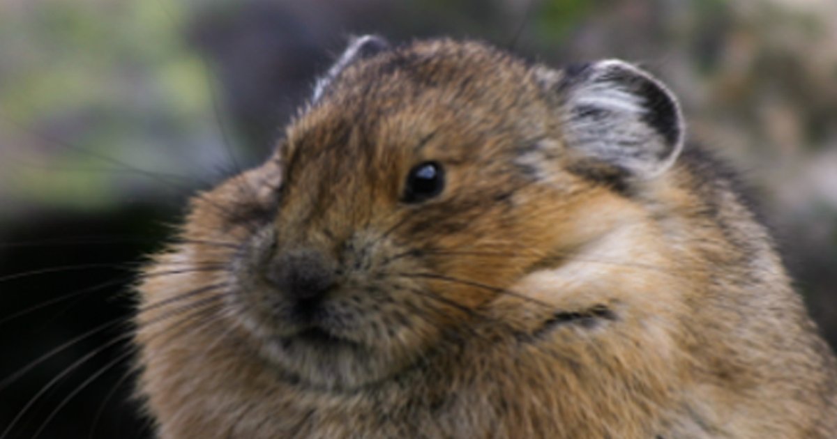 Find the 'AP' Animals Quiz - By DragMoogle