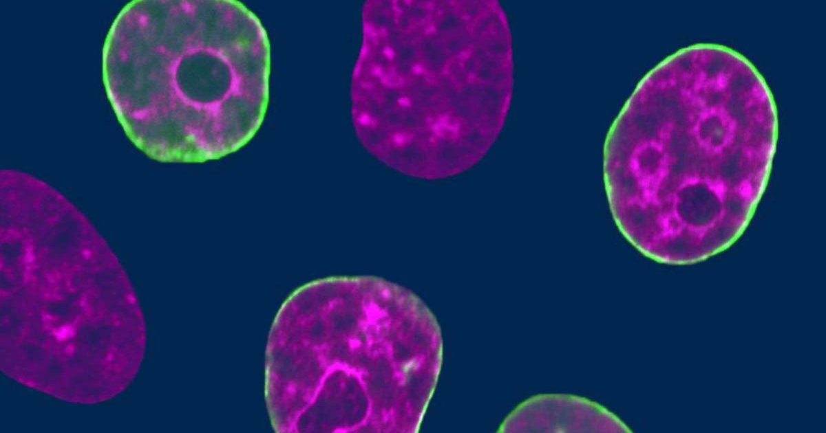 Real or Fake: Cell Types Quiz - By ntfriedrich