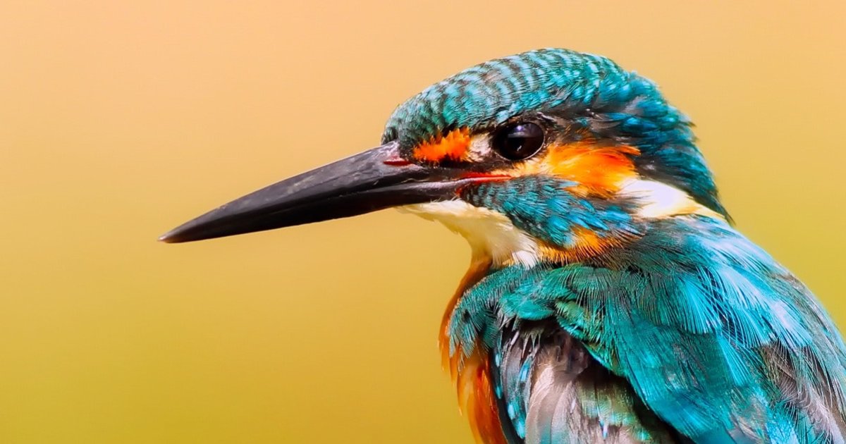 Bird Head Anatomy Quiz - By SeaworldSlave2