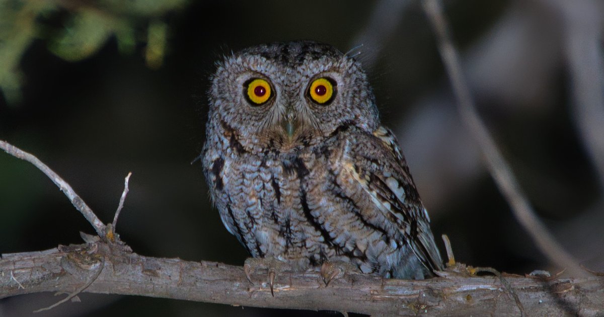 Bird Species: Owls Quiz - By laurim