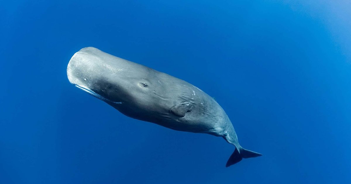 Moby-Dick Typing Challenge Quiz - By lukecon