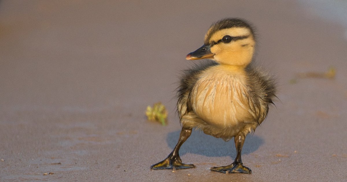 Bird Species: Dabbling Ducks Quiz - By laurim