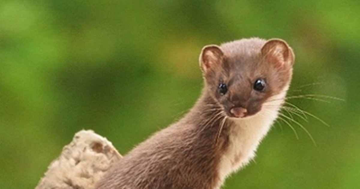 Find the 'AW' Animals Quiz - By DragMoogle