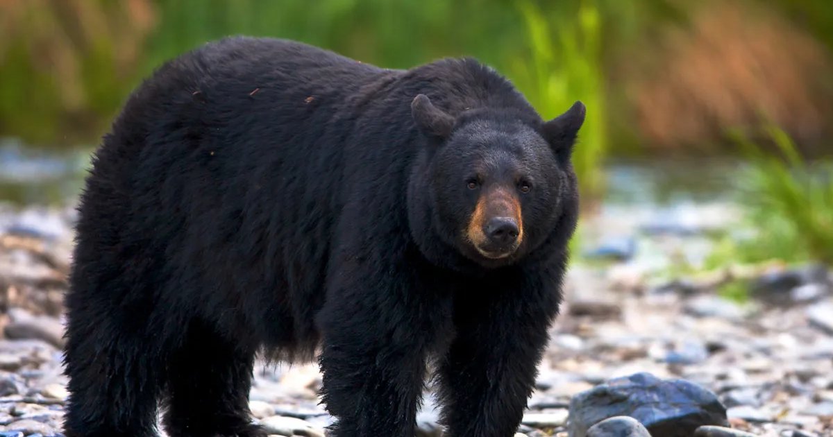 Every U.S. State's State Animal Quiz - By escavino45