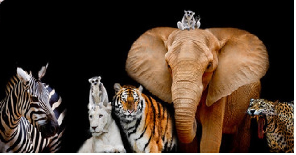 Thermal Imaging Animals Quiz - By cassie_ann