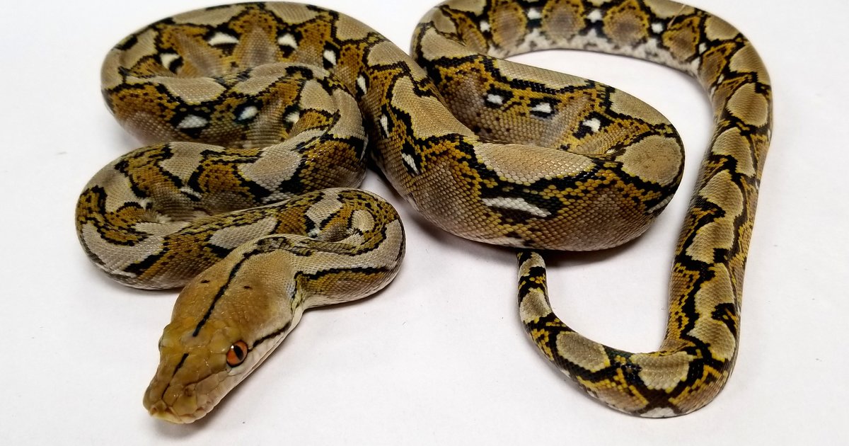 Long Animals Quiz - By Pugman29