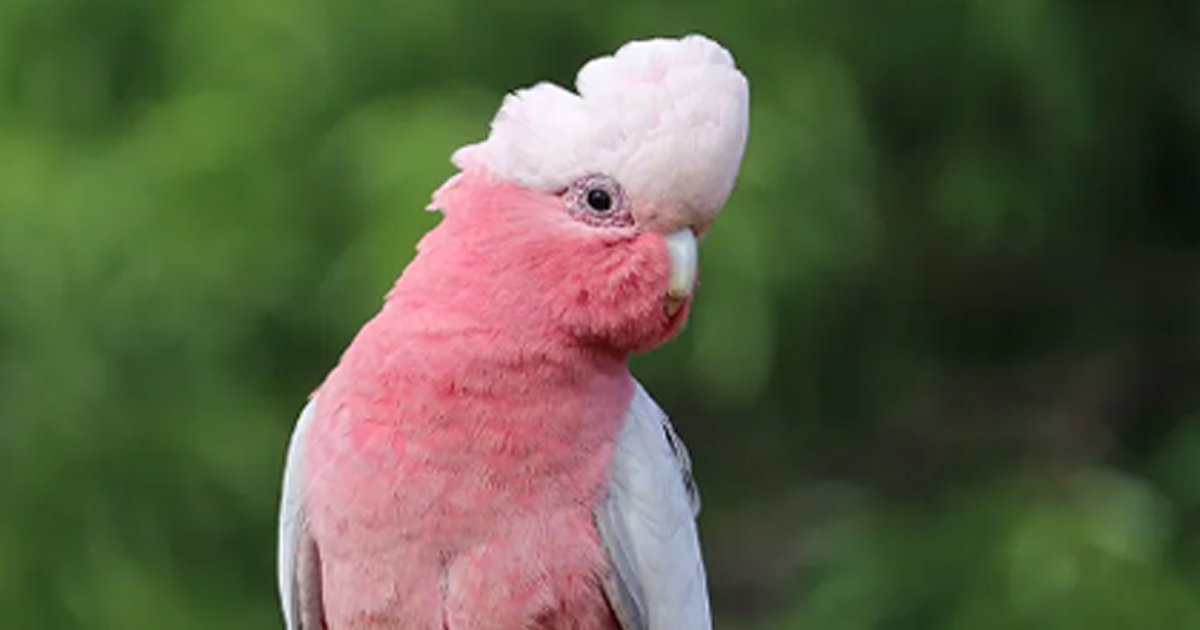 Find the 'G' Birds Quiz - By DragMoogle