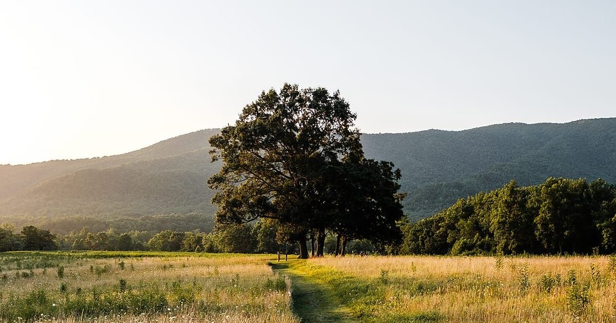 Oak class quiz - By Tommim7