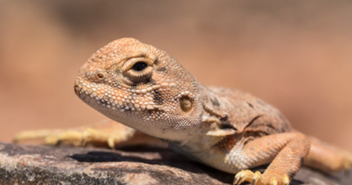 Find the 'BG' Animals Quiz - By DragMoogle