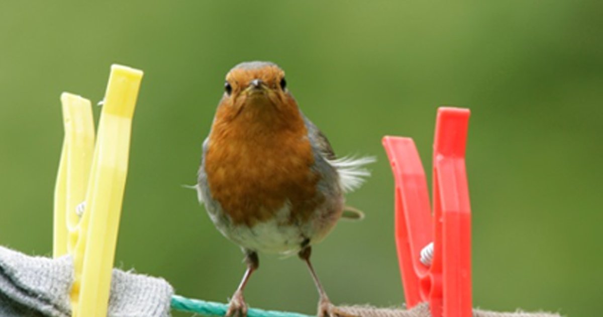 The Crazy Robin Quiz - By DragMoogle