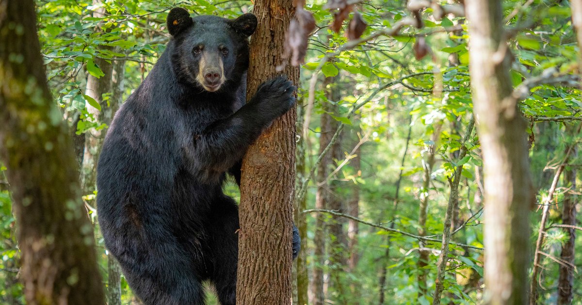 Shenandoah Animals Quiz - By Perspektive