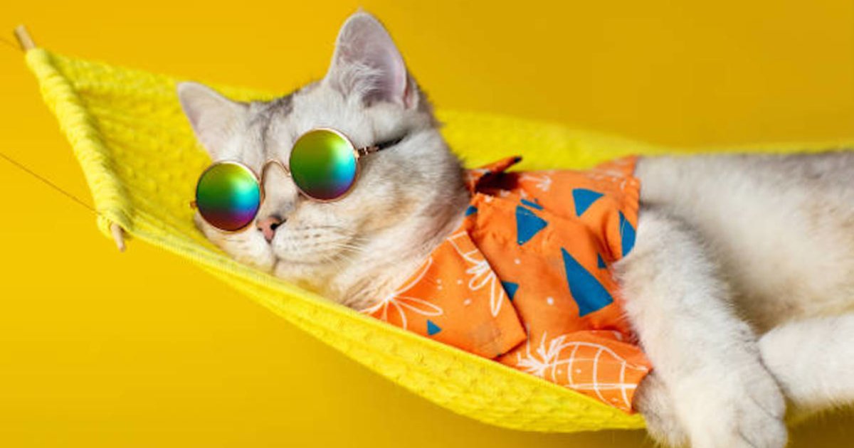 Calendar Cats: June Quiz