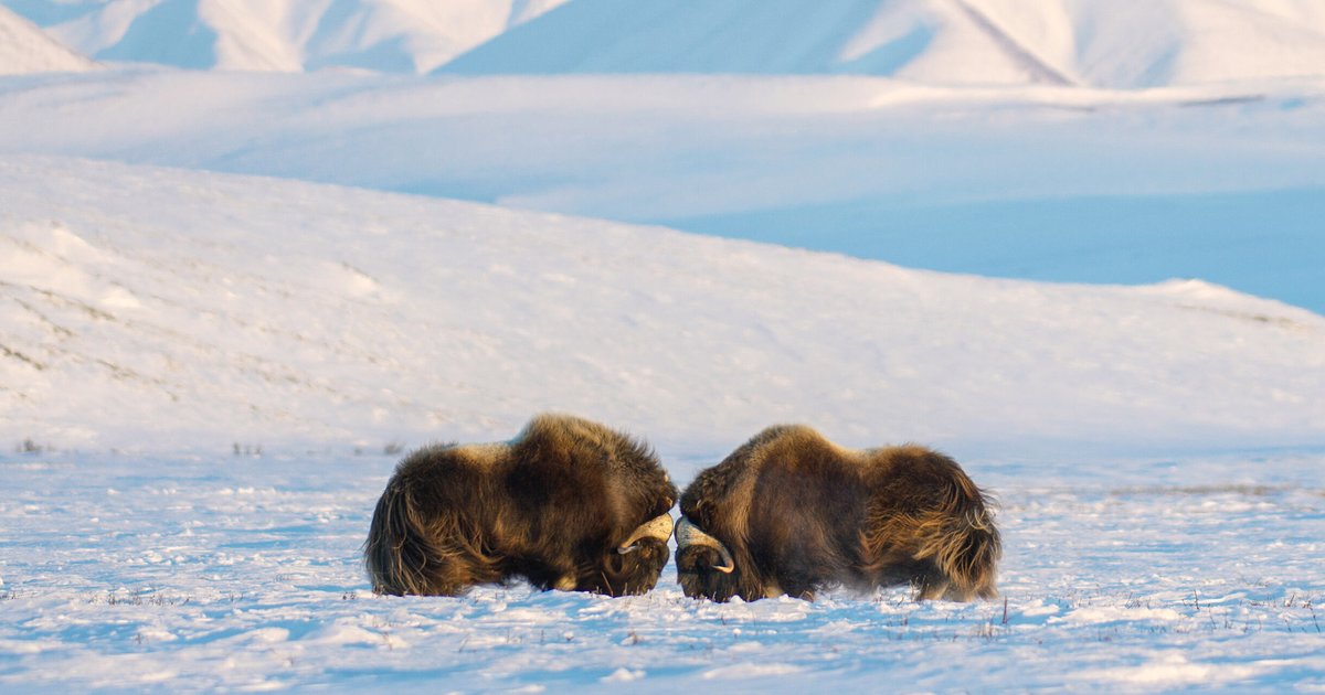 Iñupiaq Animal Names Quiz - By Thomas_Friedrich