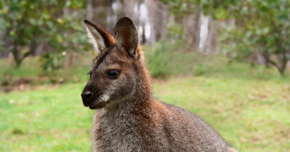 10 to 1: Australian Animals Quiz - By ameliabaxter