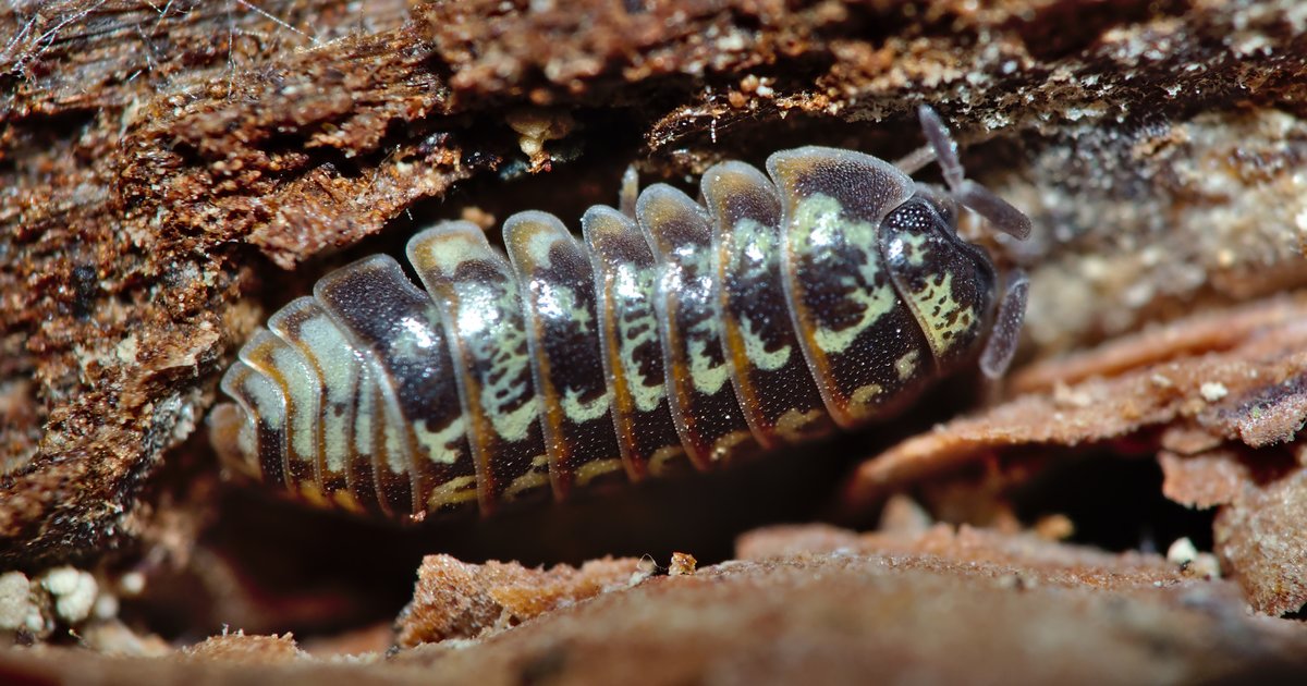 Name the most common British terrestrial isopods Quiz - By tansie
