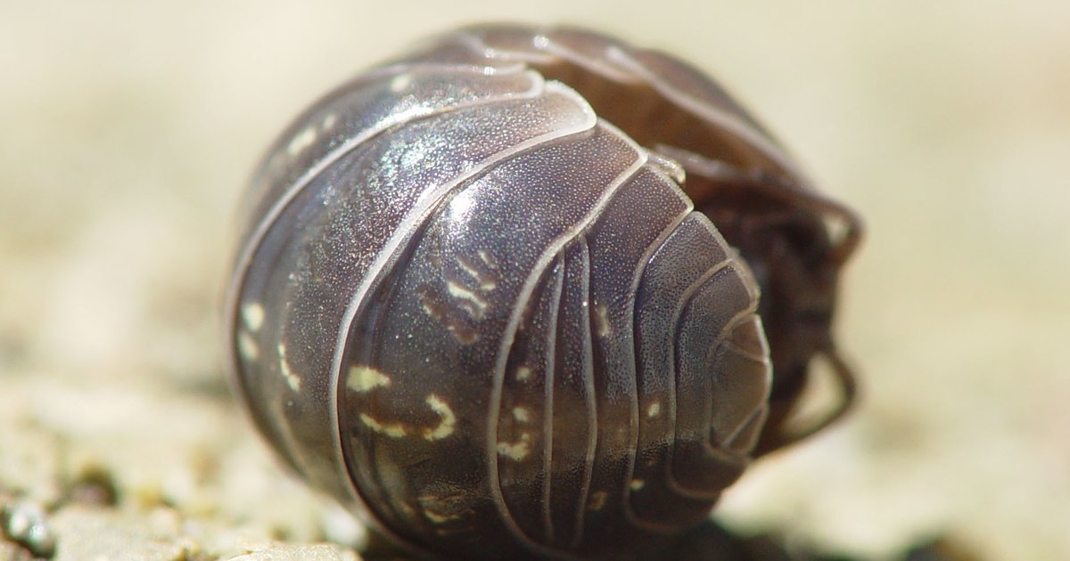 Common names for terrestrial isopods in Britain Quiz - By tansie
