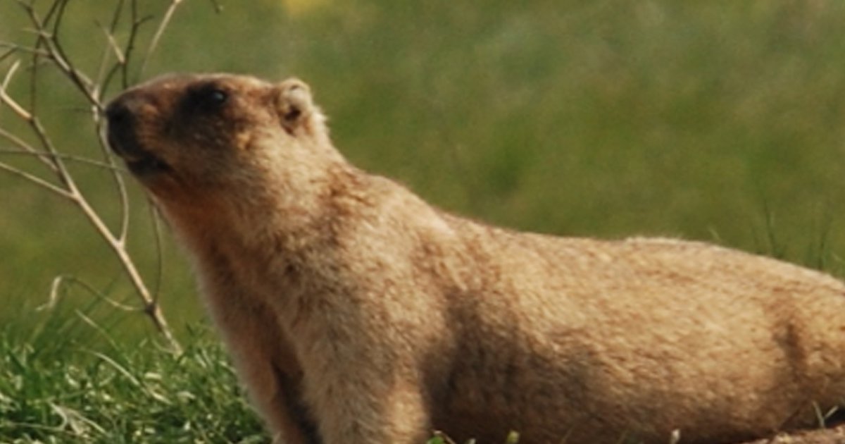 Find the 'BM' Animals Quiz - By DragMoogle