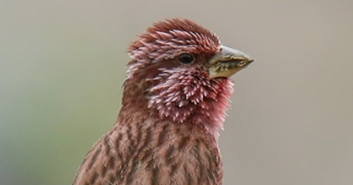 Find the 'BQ-BR' Animals Quiz - By DragMoogle