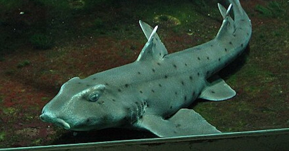 Identify the bullhead shark (nine living species) Quiz - By agraham1019