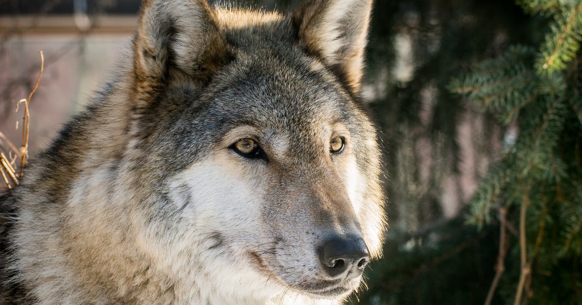 Wolf in 25 Languages Quiz - By punaposkibulbuli