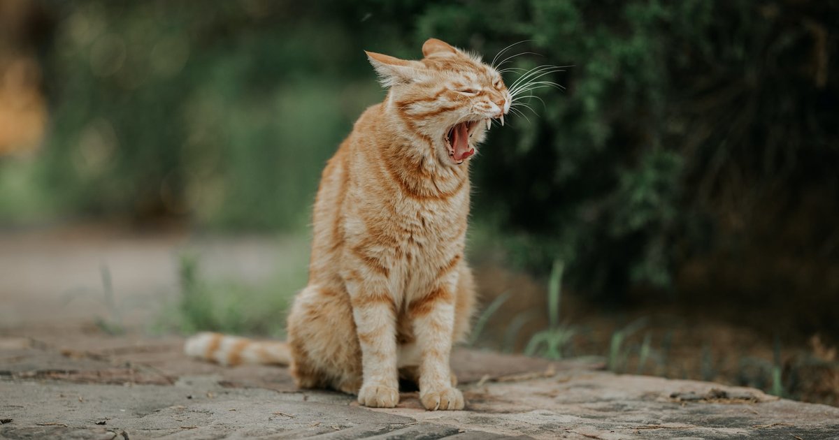 Yawn in 25 Languages Quiz - By punaposkibulbuli