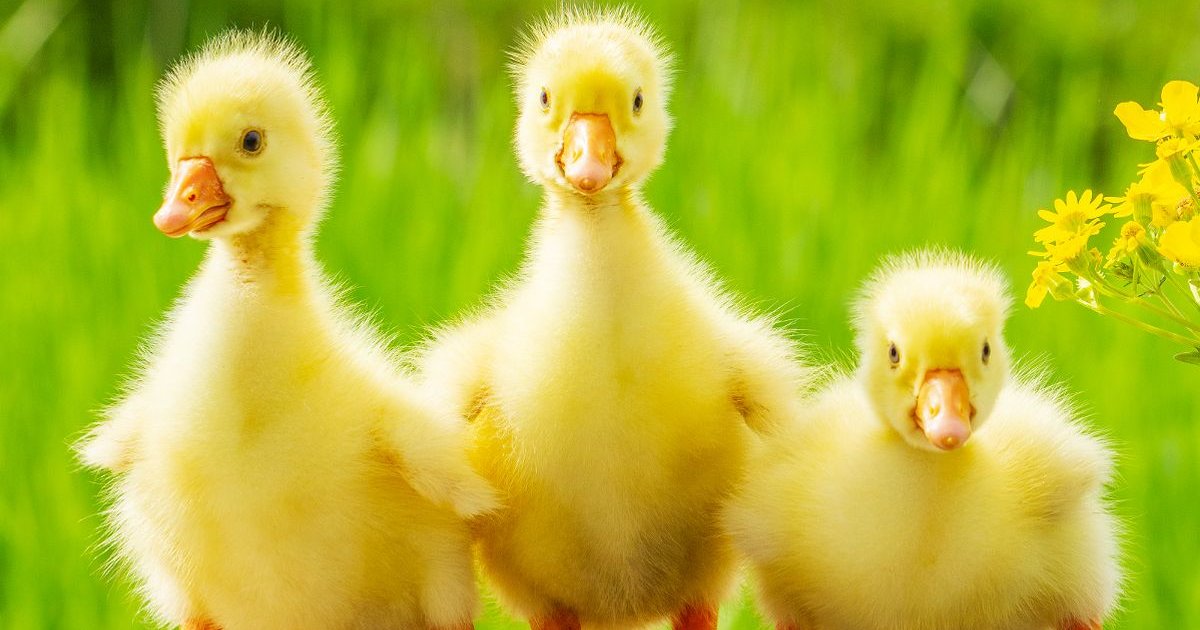 Fast Phobias 6 Quiz - By PurpleLobster13