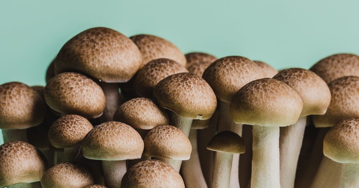 Fast Phobias 11 Quiz - By PurpleLobster13