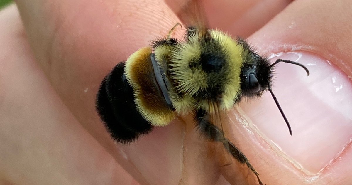 Constellation or Bee Genus? Quiz - By reveriess