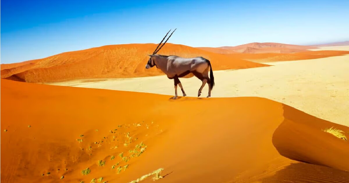 Top 25 Cities of Namibia on a map Map Quiz - By Eurasia_Buddy