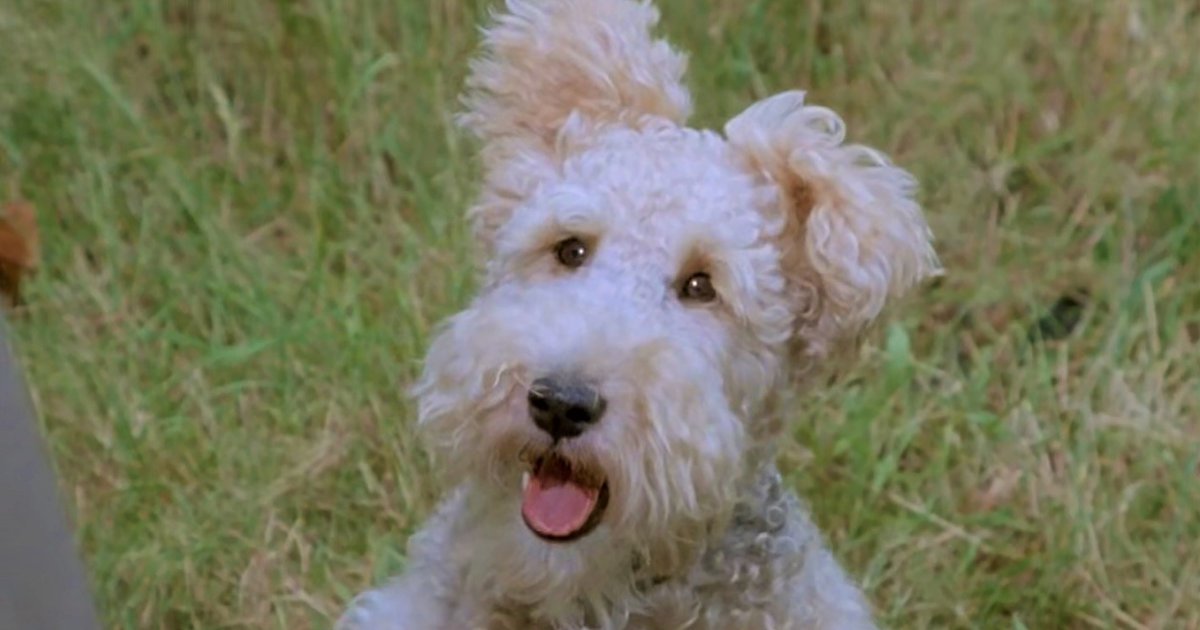 Agatha Christie’s Poirot: Click Bob the Dog Quiz - By JaneBonny