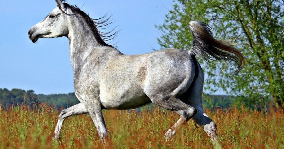 Find the Horse Animals III Quiz - By alvir28