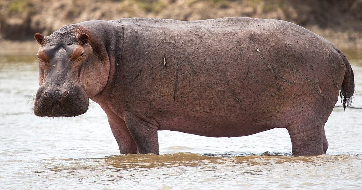 Animals with Doubled Letters Grid Blitz Quiz - By Tasi