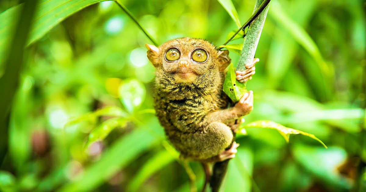 Philippines Banknotes Animals Quiz - By vinipereira