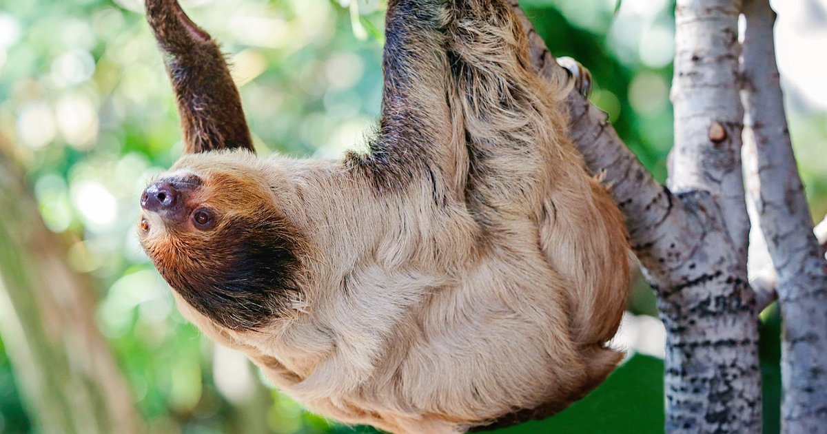 Sloth in 25 Languages Quiz - By punaposkibulbuli