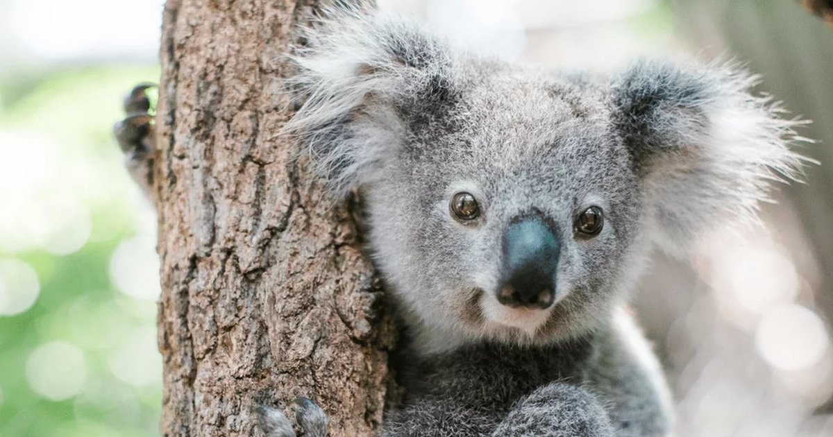 Cities in Queensland Illustrated Quiz - By xyz_