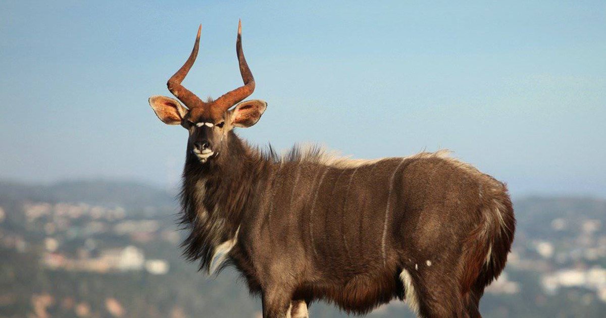 5-Letter Mammals Grid Quiz - By Tasi