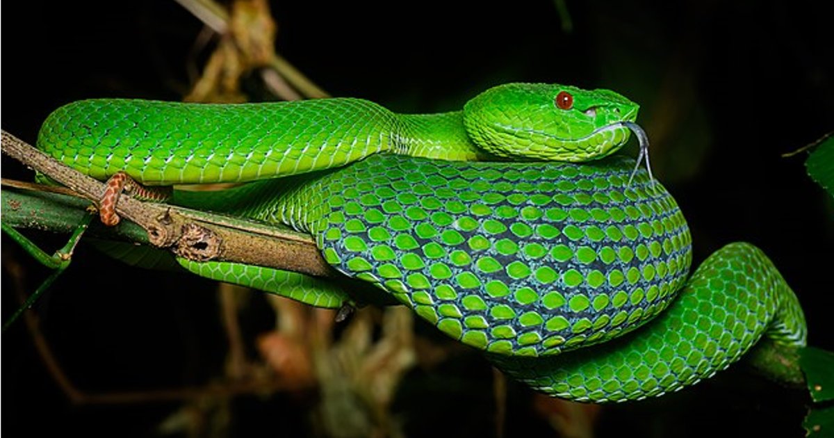 Kinds of Snake Grid Quiz - By Tasi