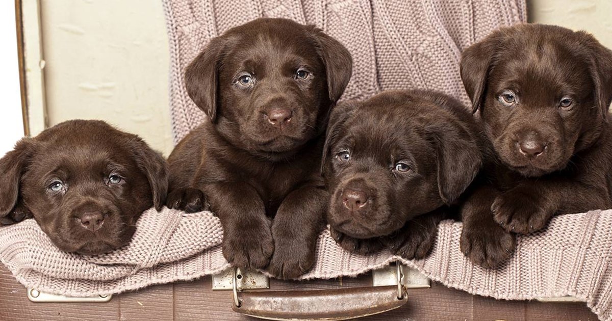 Dog Breeds Acrostic Quiz - By Tasi