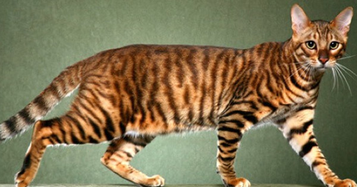 Cat Breeds Acrostic Quiz - By Tasi