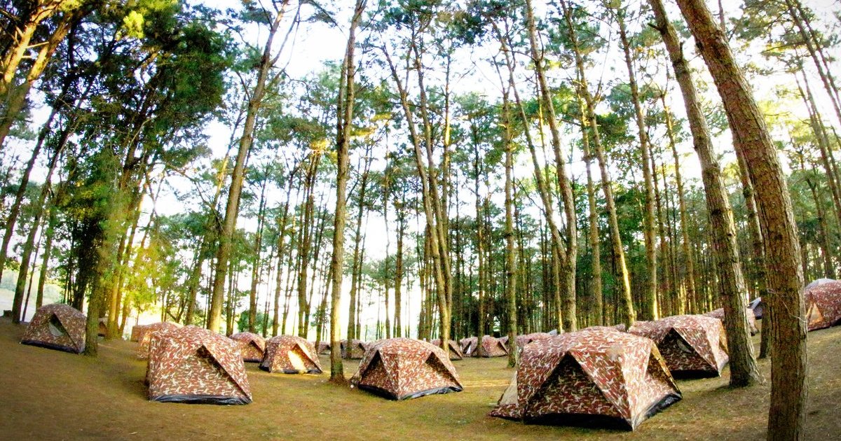 Tents and Trees Logic Puzzle #242 Quiz - By garolo