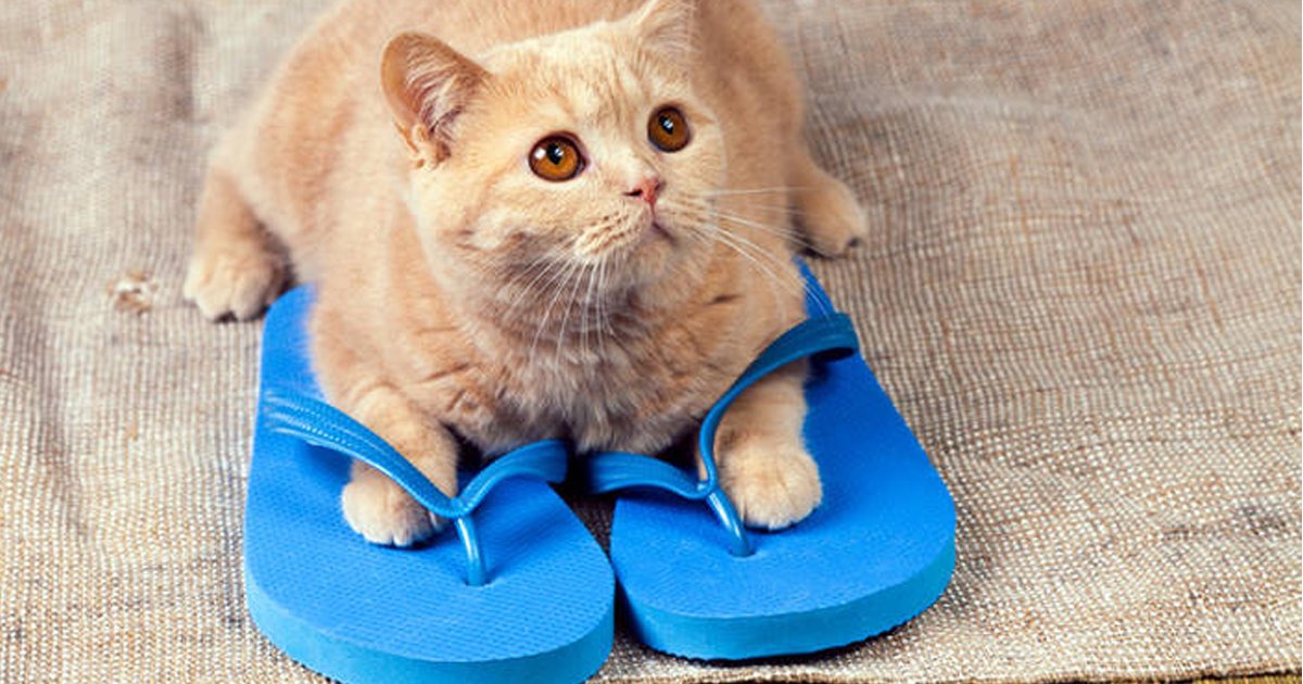 Follow That Line: Embracing 'Failure' Quiz - By fellowmerry